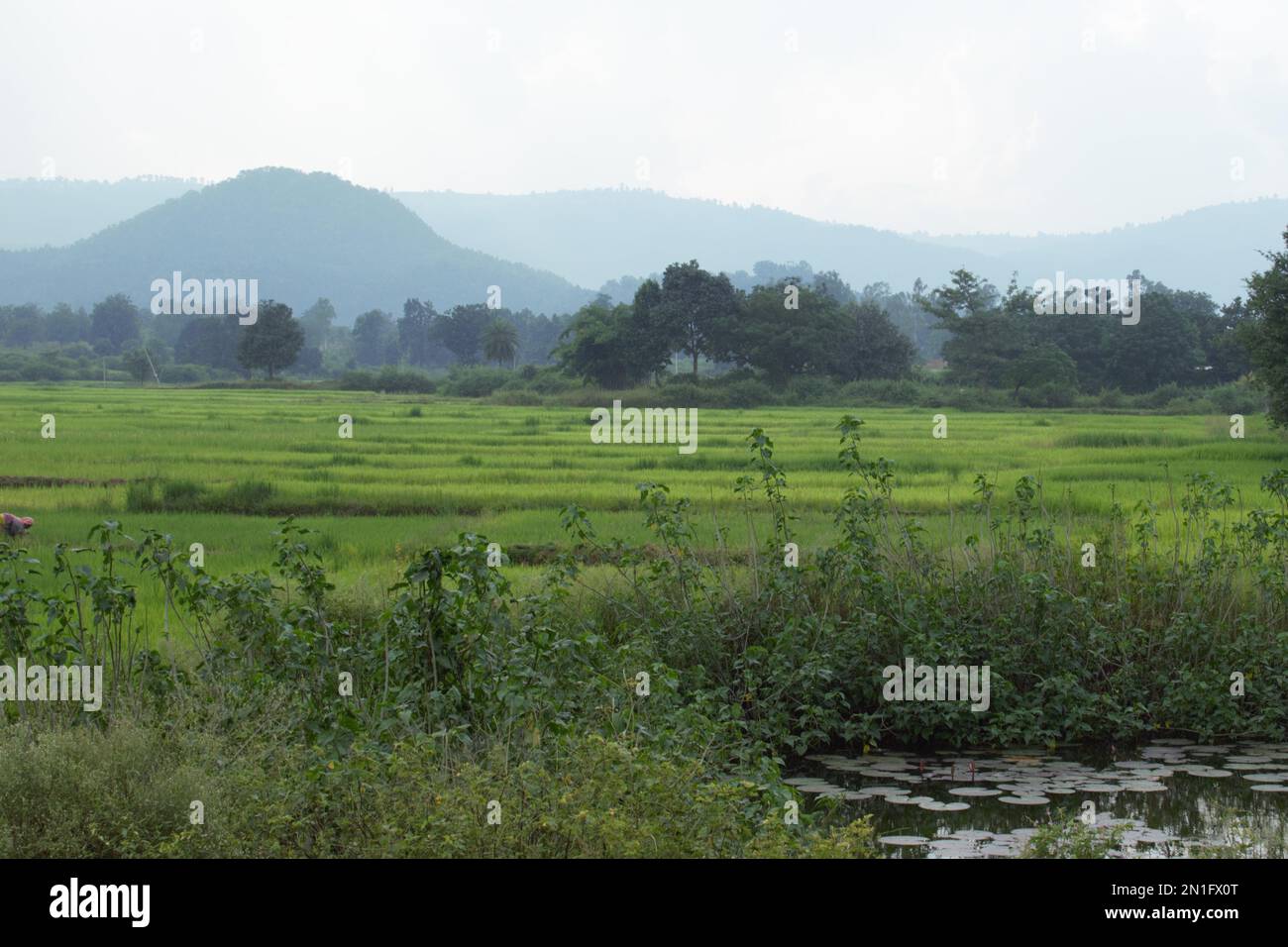 Rolling hills and paddy field Stock Photo - Alamy