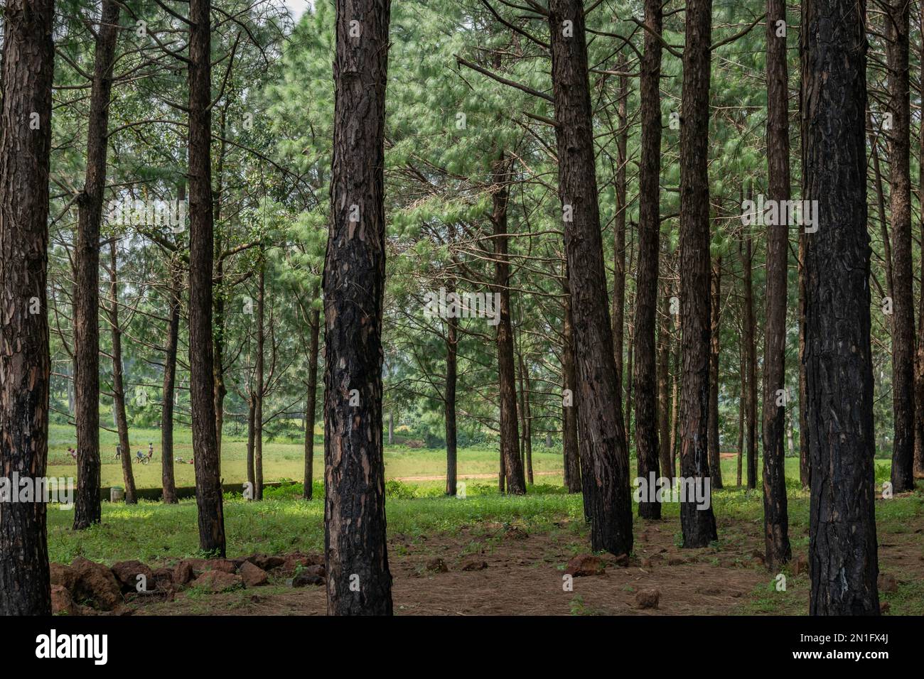 Koel river hi-res stock photography and images - Alamy
