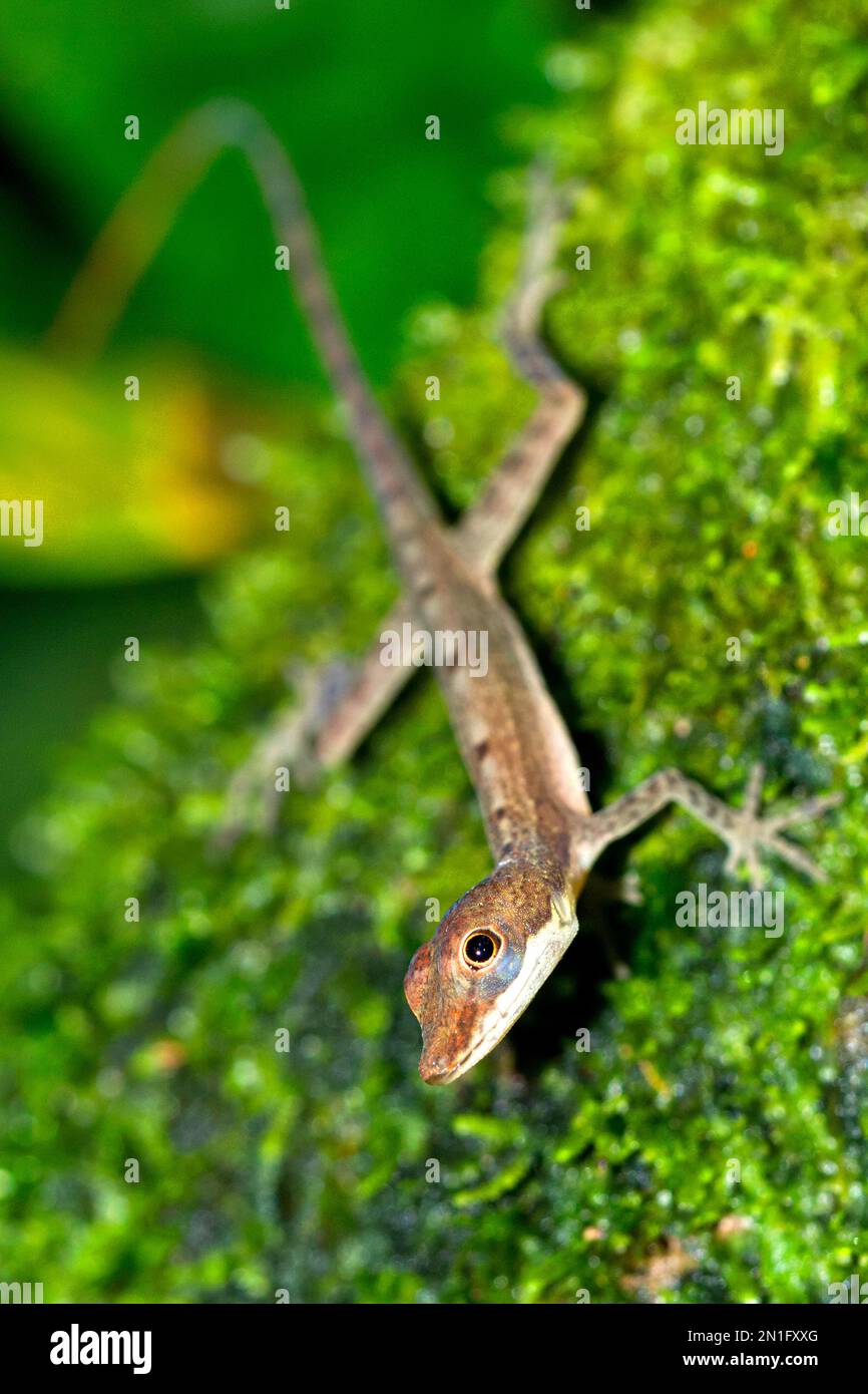 Anolis, Anole Lizard, Tropical Rainforest, Costa Rica, America Stock ...