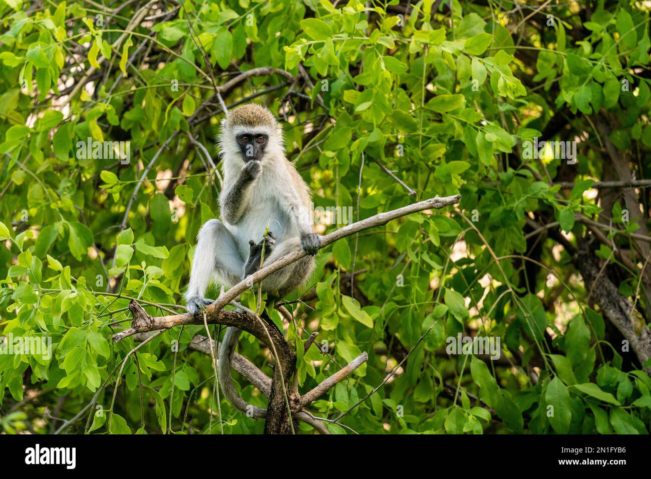 Vervet monkey (Chlorocebus pygerythrus), Lake Manyara National Park ...