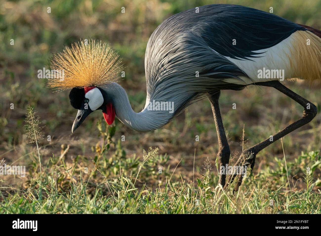 Gray crowned crane (Balearica regulorum), Lake Manyara National Park, Tanzania, East Africa ...
