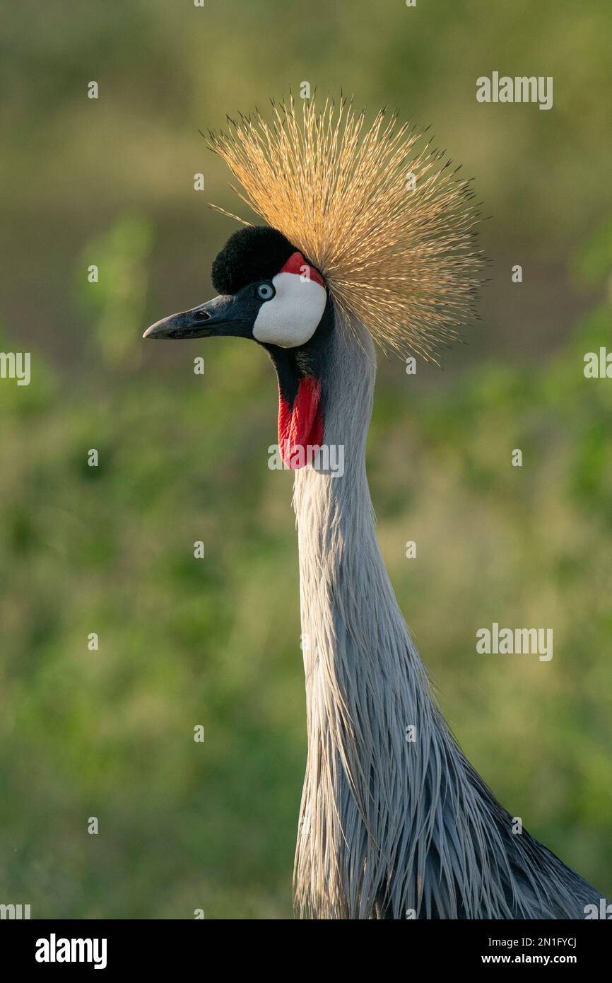 Gray crowned crane (Balearica regulorum), Lake Manyara National Park ...