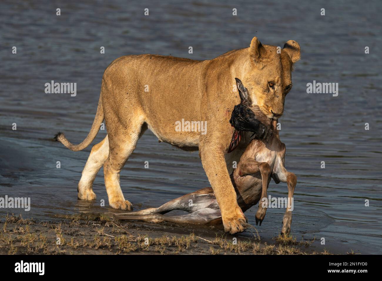 A lioness (Panthera leo) brings to the lake shore a fresly hunted ...