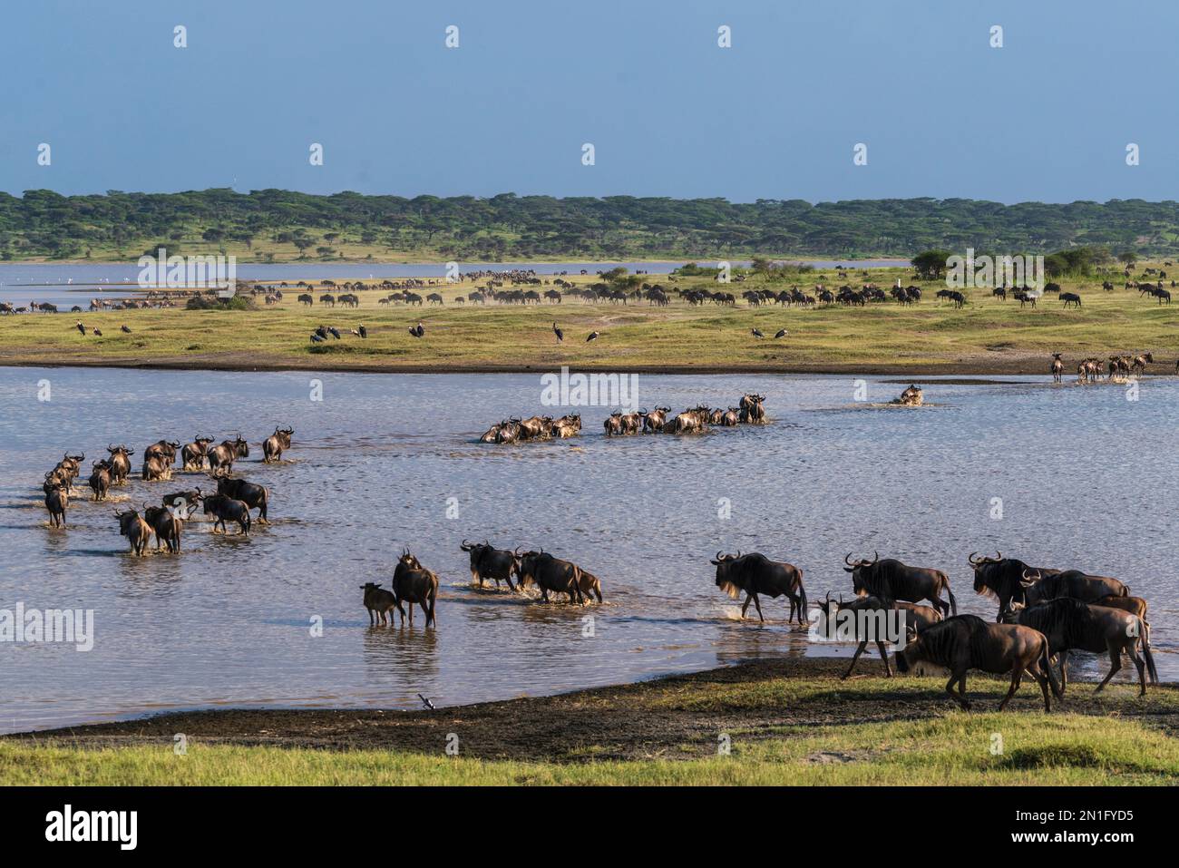 Blue wildebeest (Connochaetes taurinus) crossing Lake Ndutu, Ndutu ...