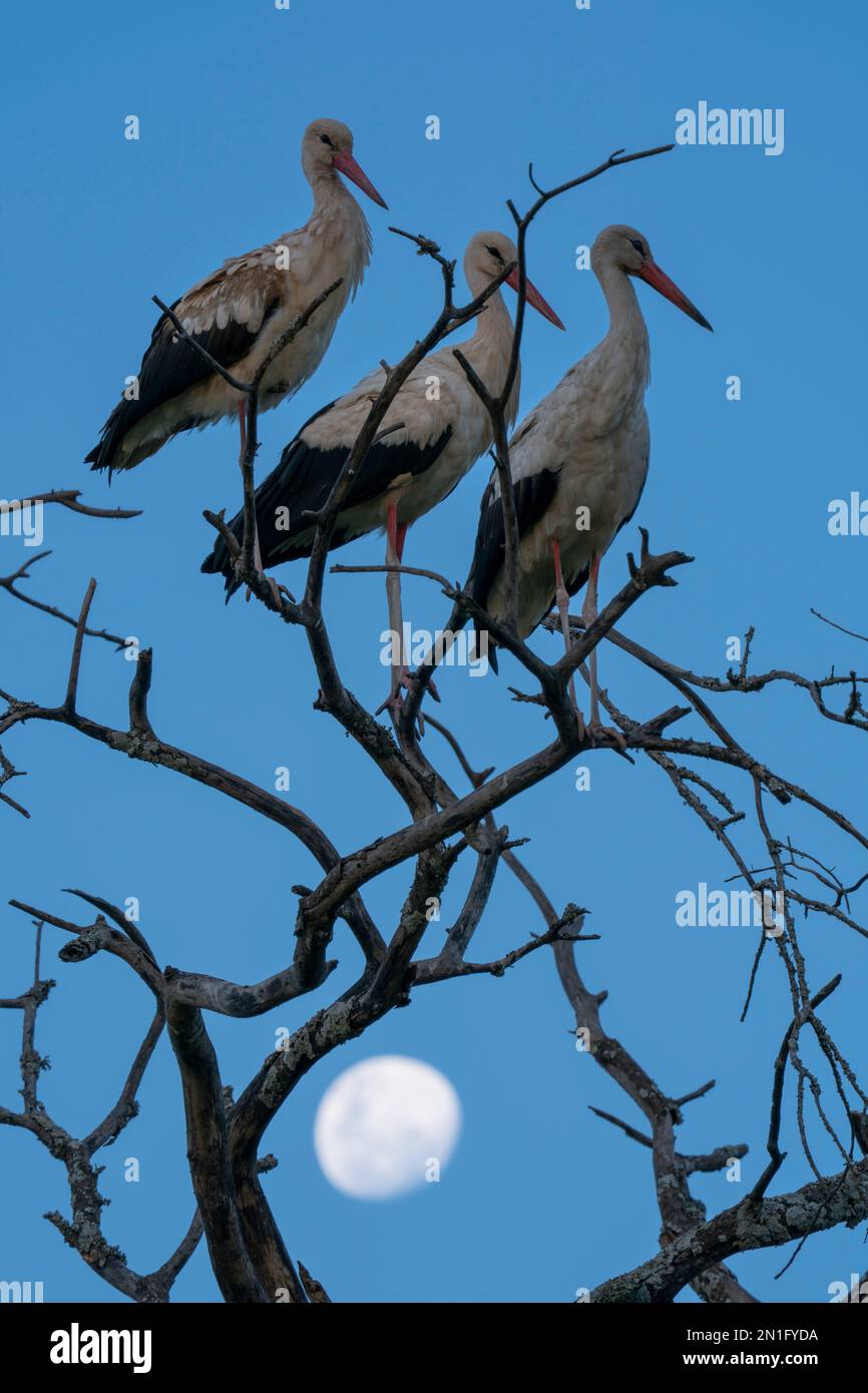White storks (Ciconia ciconia) perching on a tree with the moon in ...