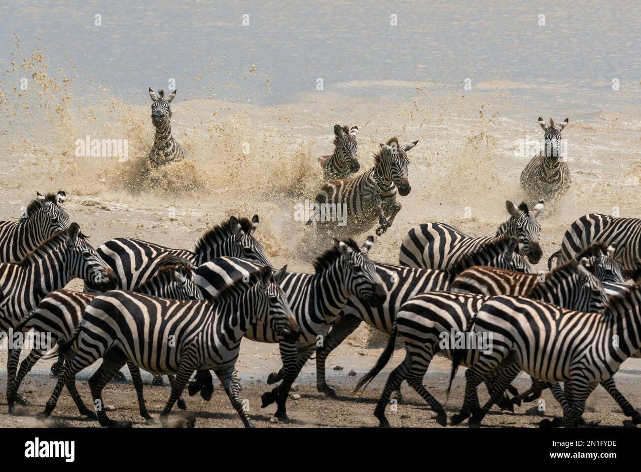 Common zebras (Equus quagga), Ndutu Conservation Area, Serengeti ...