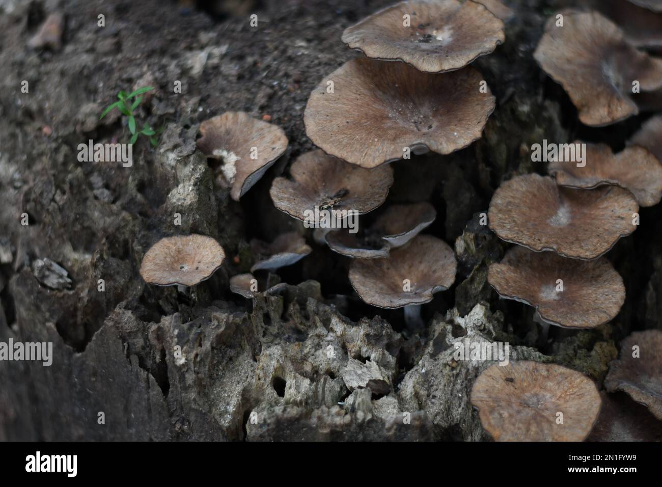 Mossy decayed tree log hi-res stock photography and images - Alamy