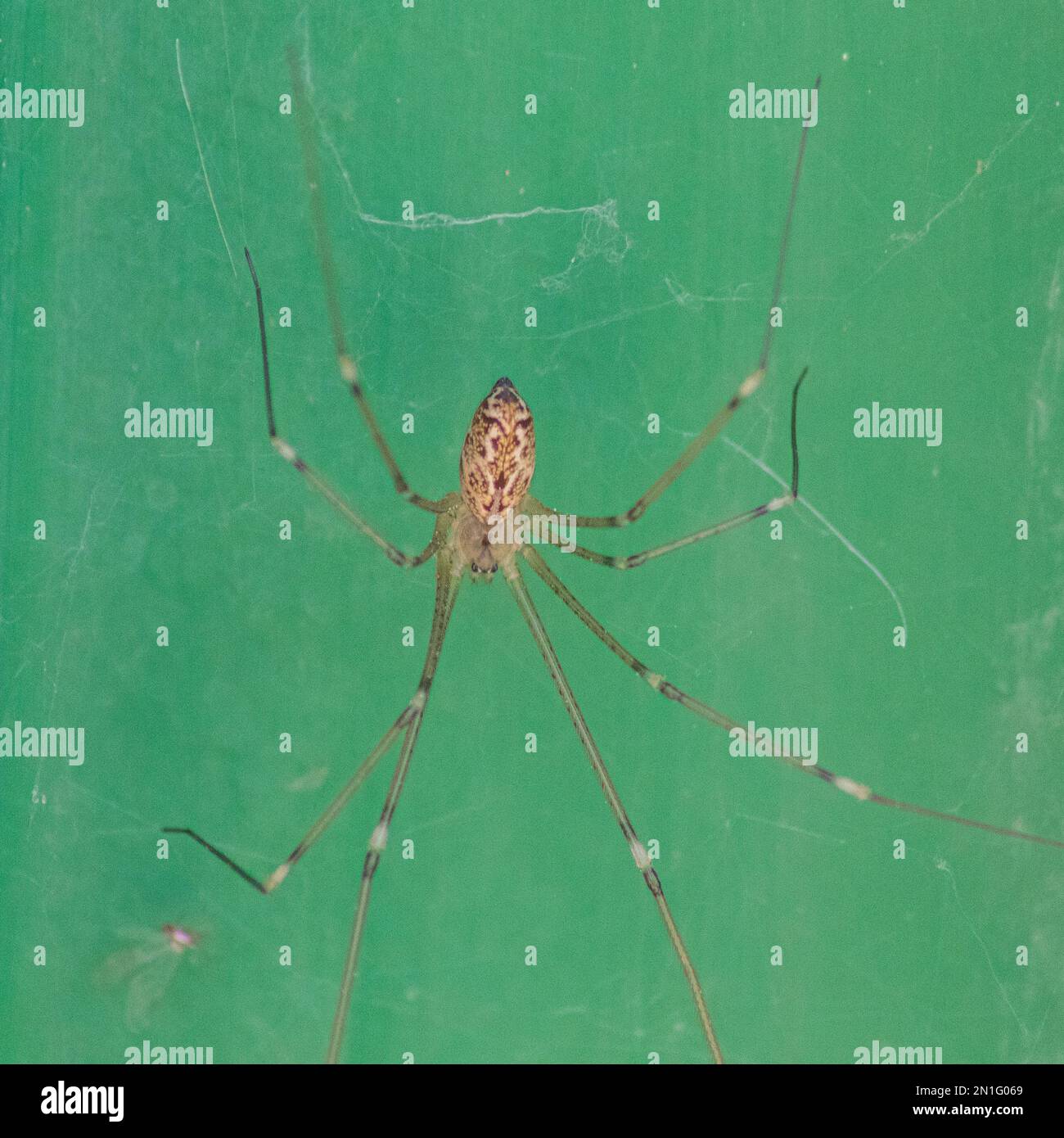 Cellar spiders hi-res stock photography and images - Alamy