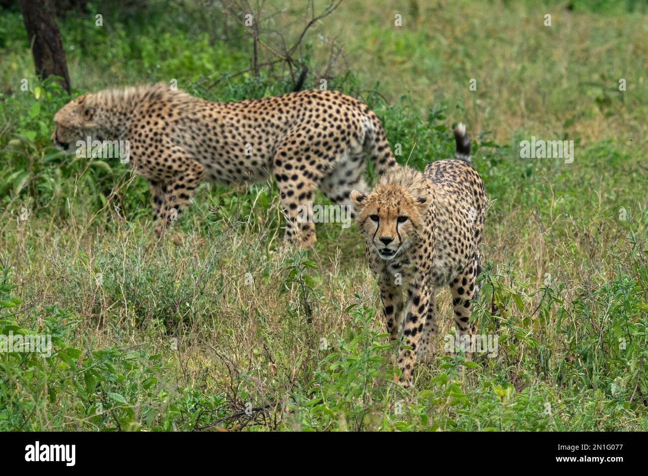 Serengeti area hi-res stock photography and images - Alamy