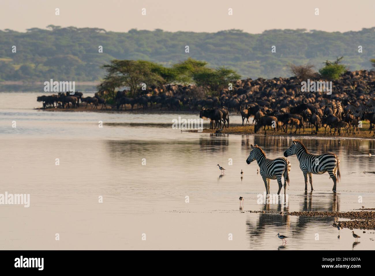 Blue wildebeest (Connochaetes taurinus) and common zebras (Equus quagga ...