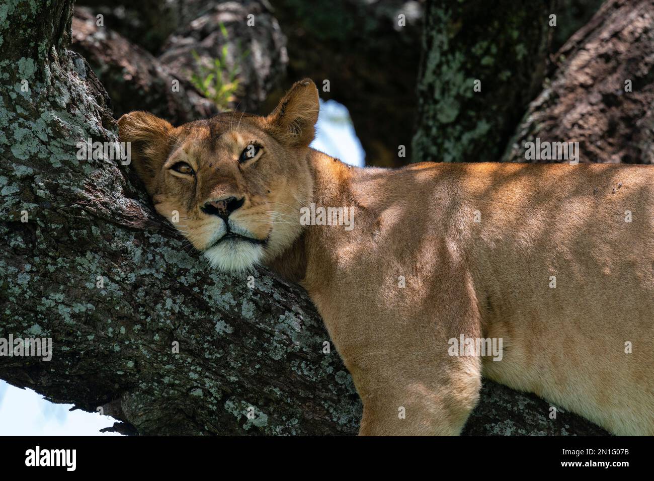 Lion (Panthera leo) up a tree, Ndutu Conservation Area, Serengeti ...
