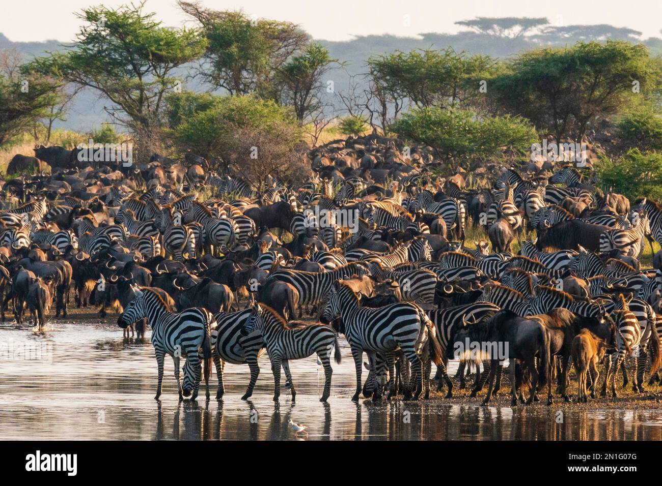 Blue wildebeest (Connochaetes taurinus) and common zebras (Equus quagga ...
