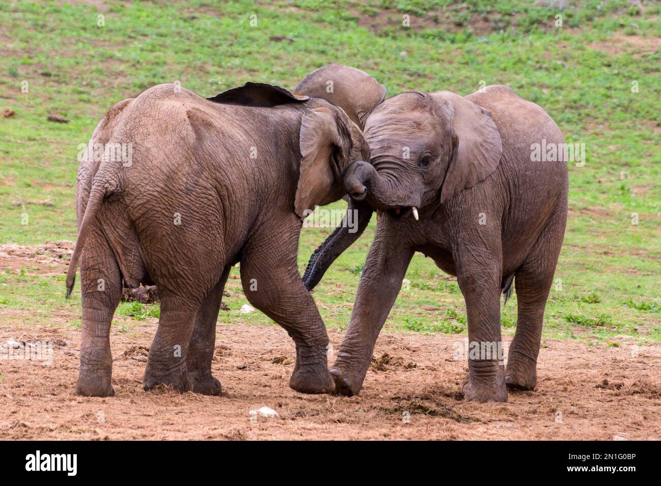Small elephants hi-res stock photography and images - Alamy