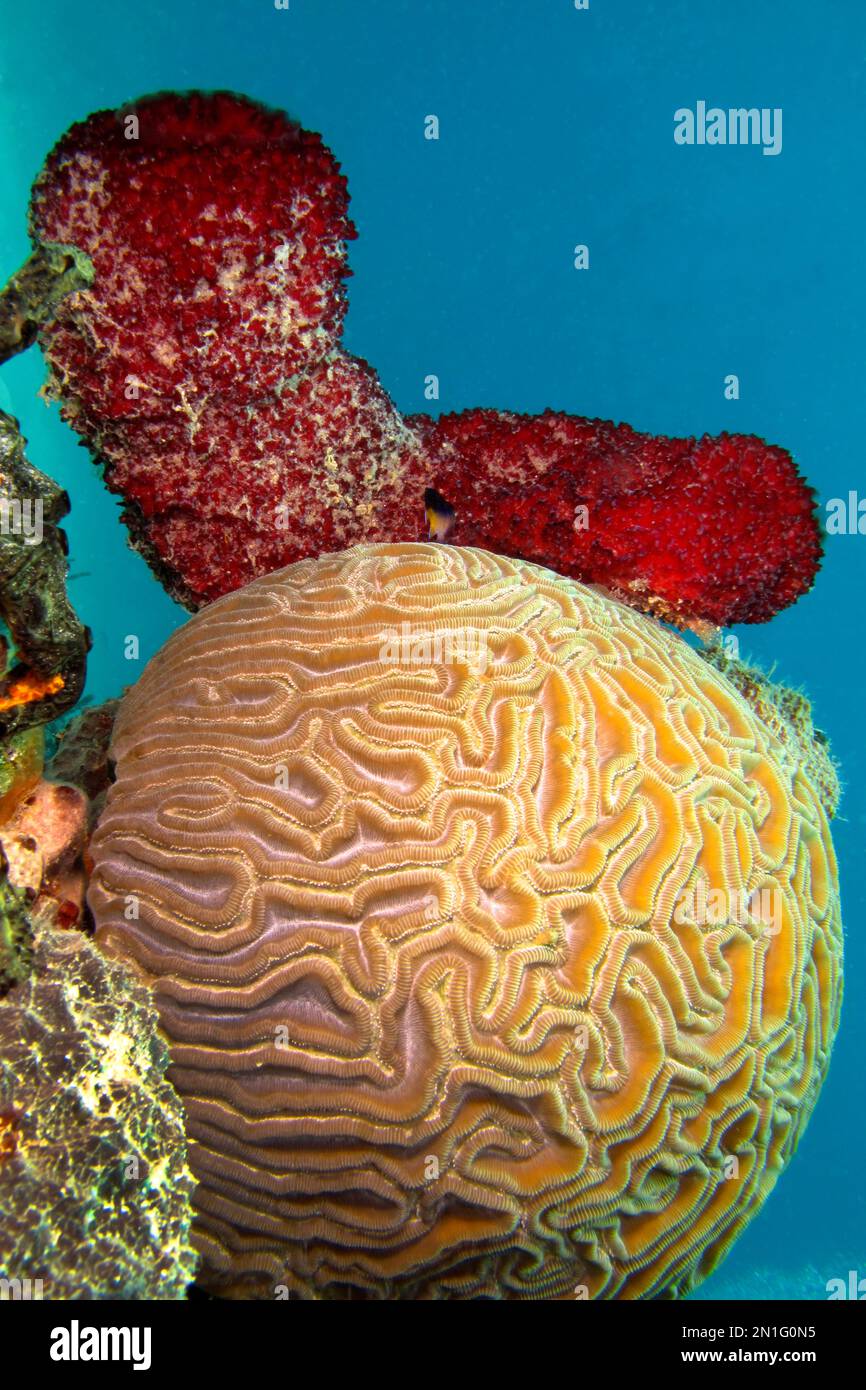 Hábitat de la isla hi-res stock photography and images - Alamy