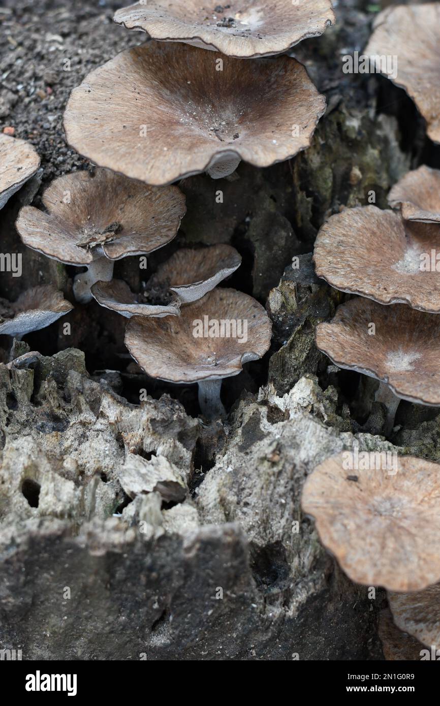Mossy decayed tree log hi-res stock photography and images - Alamy