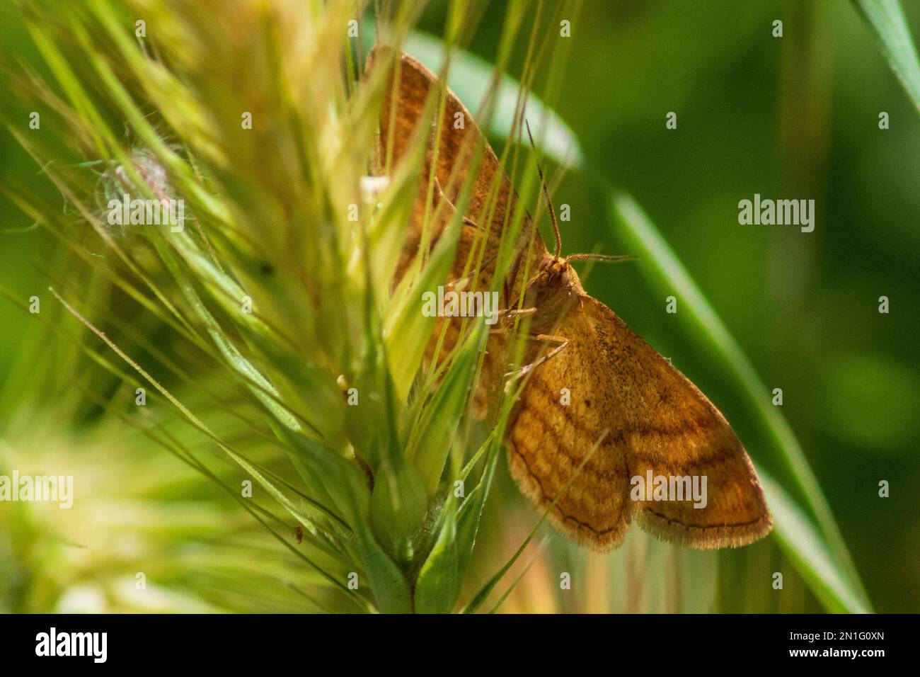 Idaea ochrata, Bright Wave Moth Stock Photo - Alamy