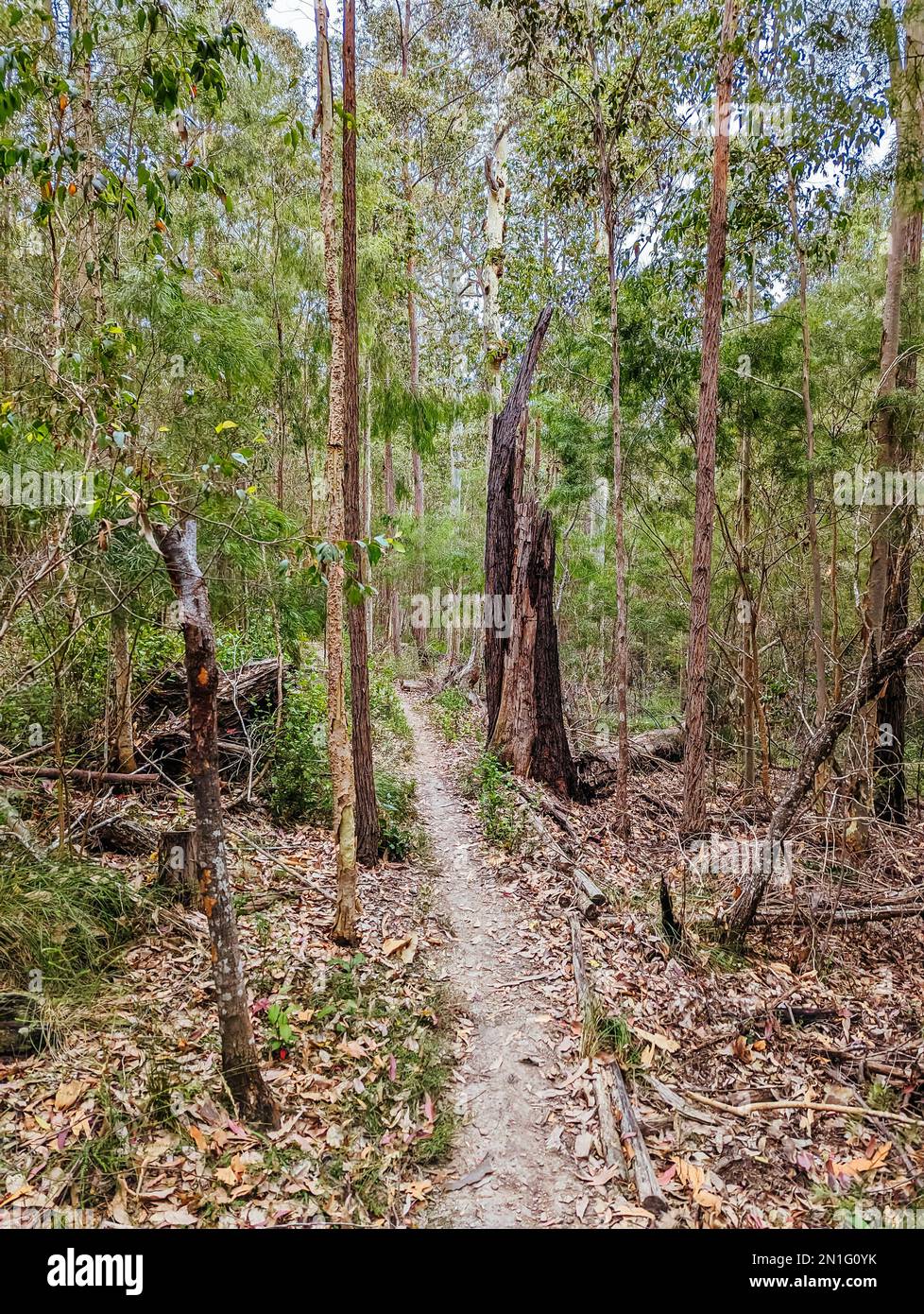 Narooma MTB Trails in Australia Stock Photo - Alamy