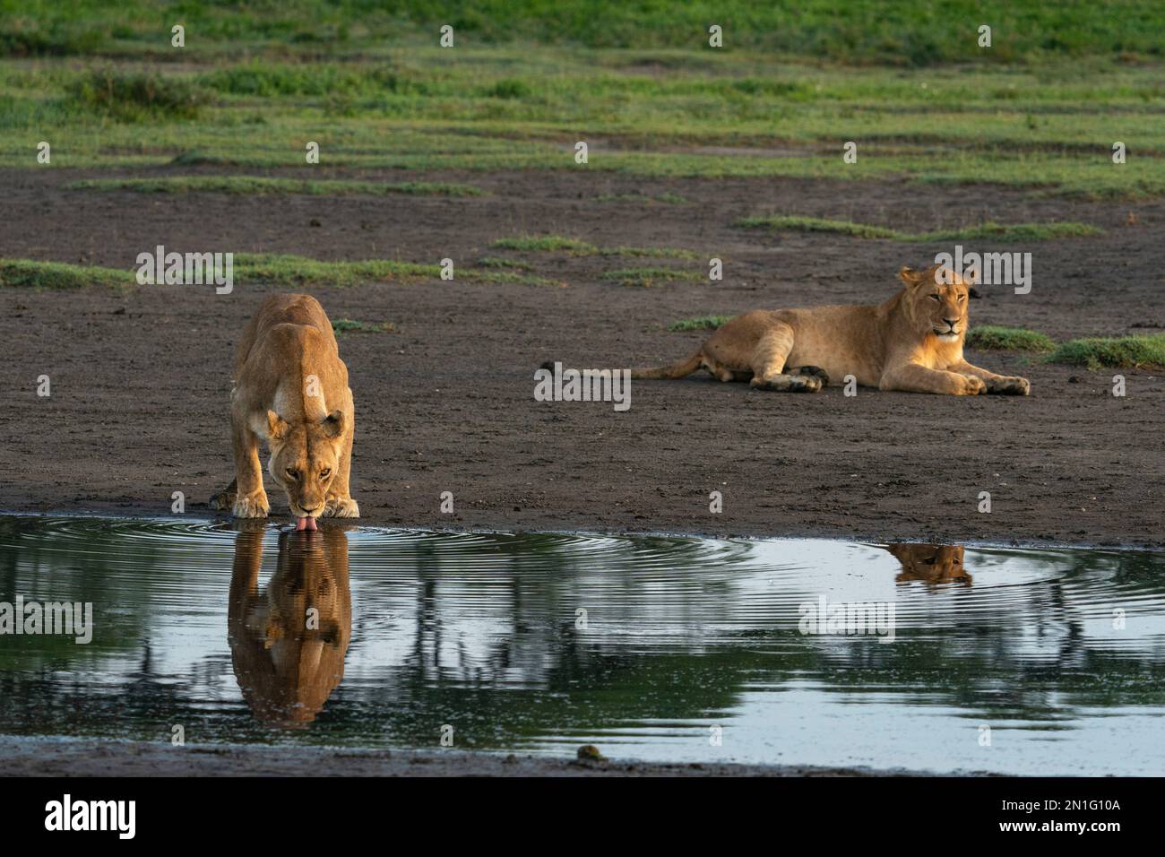 Lion and a lioness (Panthera leo) at a waterhole, Ndutu Conservation ...
