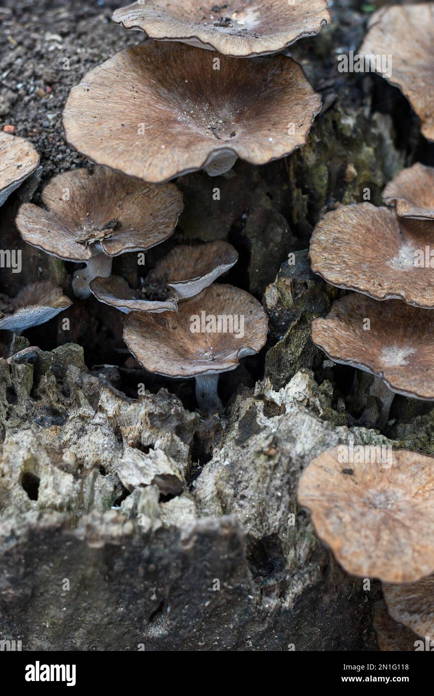 Mossy decayed tree log hi-res stock photography and images - Alamy
