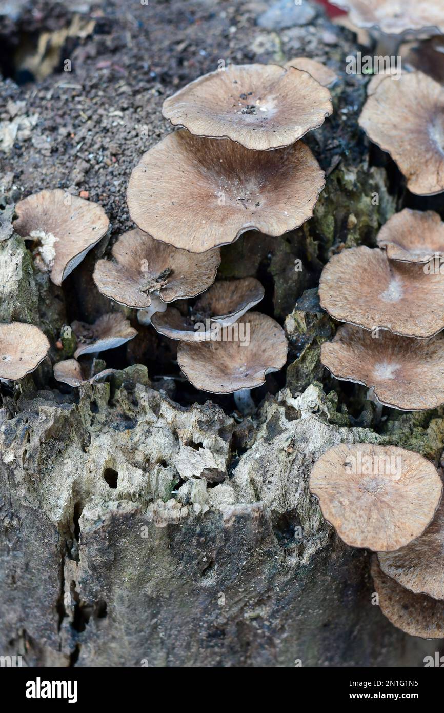 Mossy decayed tree log hi-res stock photography and images - Alamy
