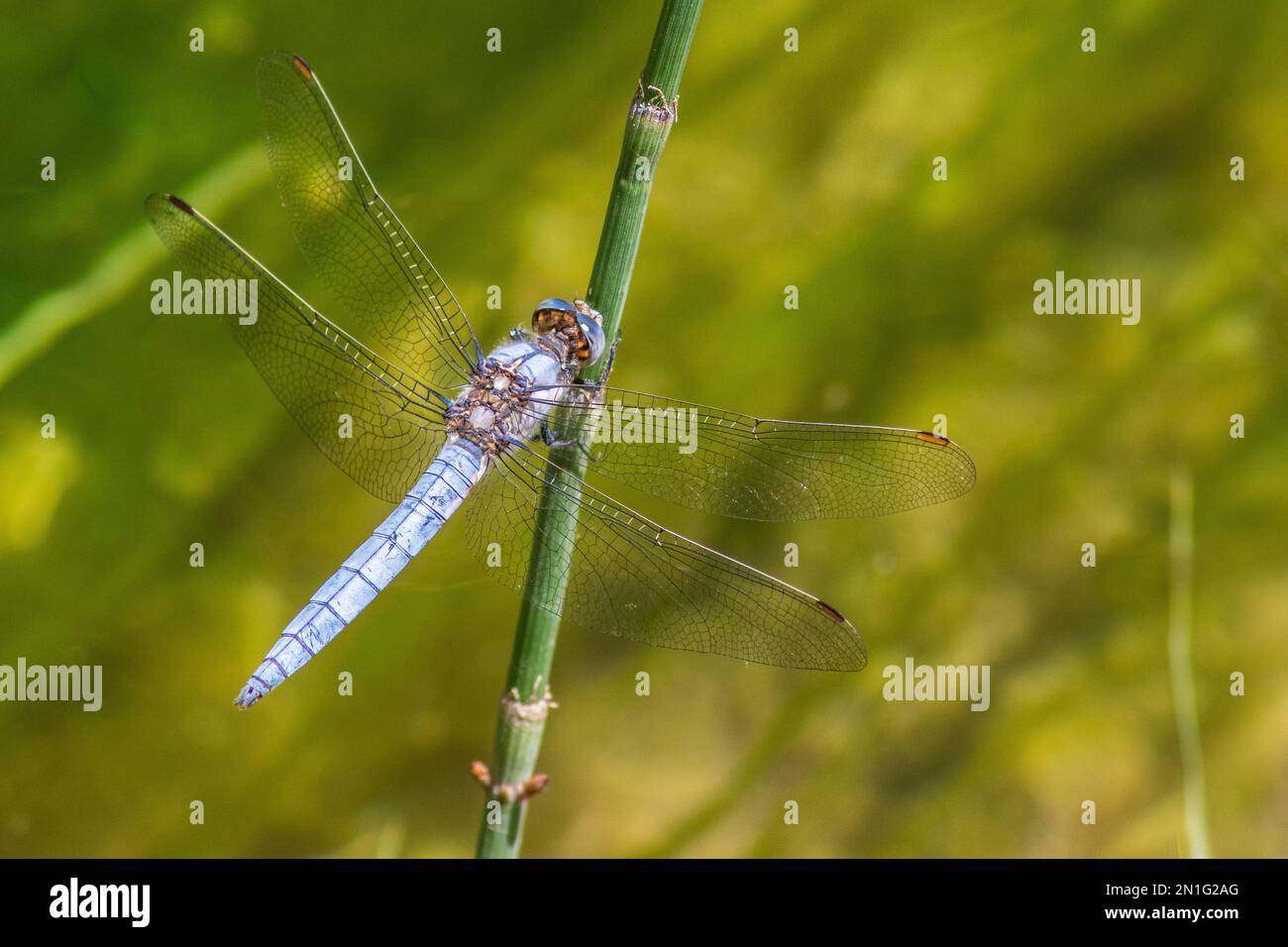 Orthetrum brunneum, Southern Skimmer Dragonfly with copy space and a ...