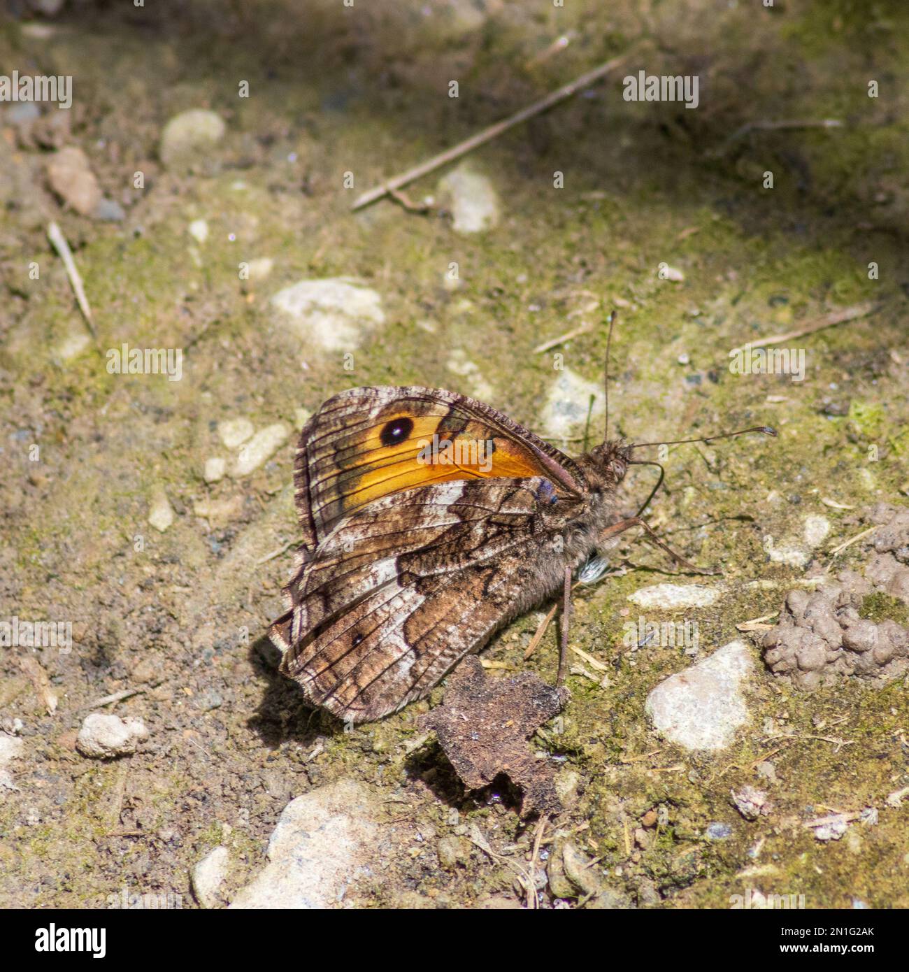 Hipparchia semele, Common Grayling Butterfly Stock Photo - Alamy