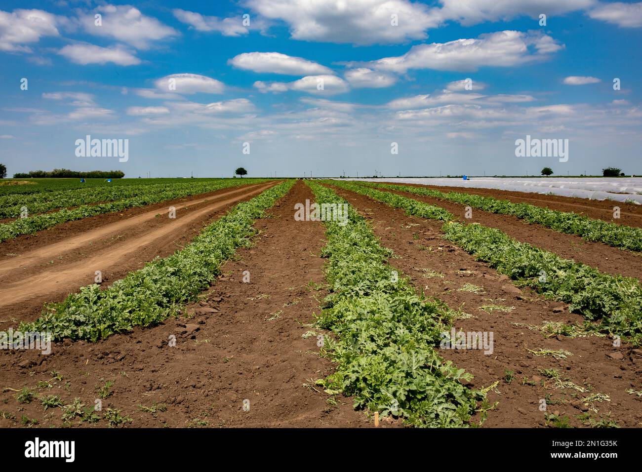 Watermelon plantation in Timis province, Romania, Europe Stock Photo ...