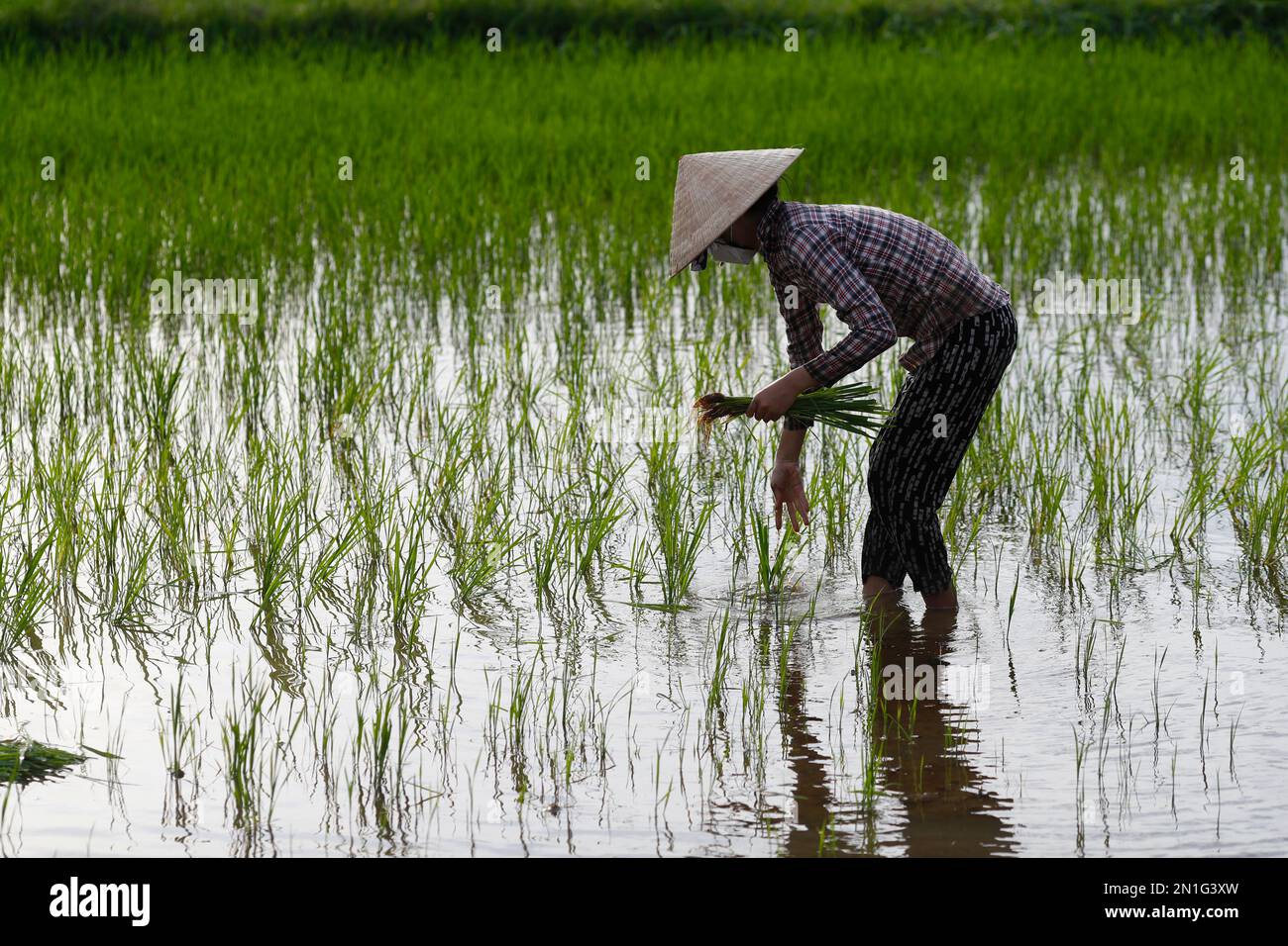 Silhouette of an Asian woman planting rice seedlings in a paddy field ...