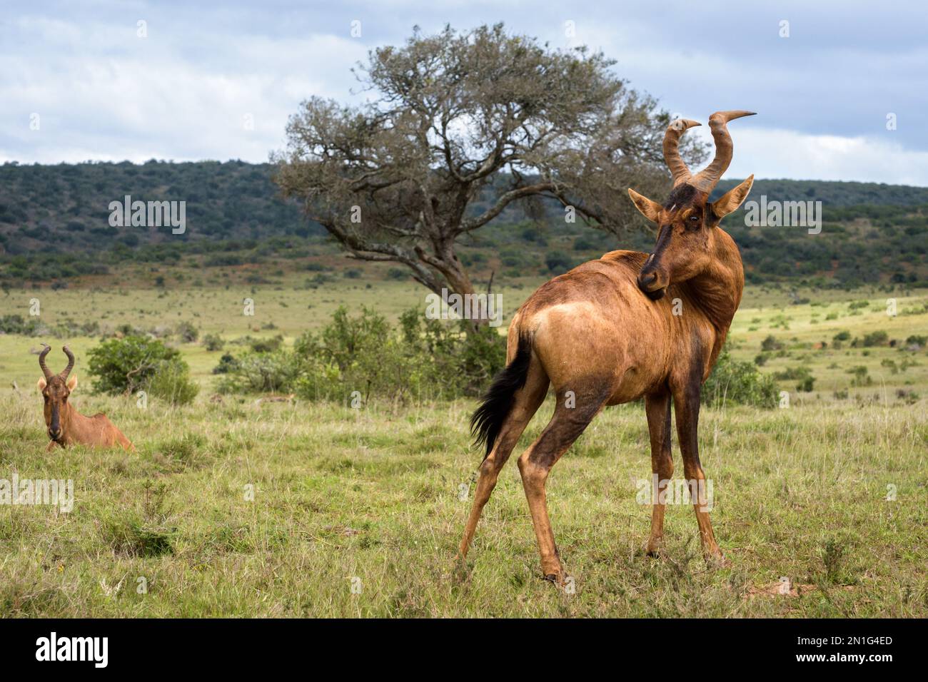 Rooi hartebees hi-res stock photography and images - Alamy