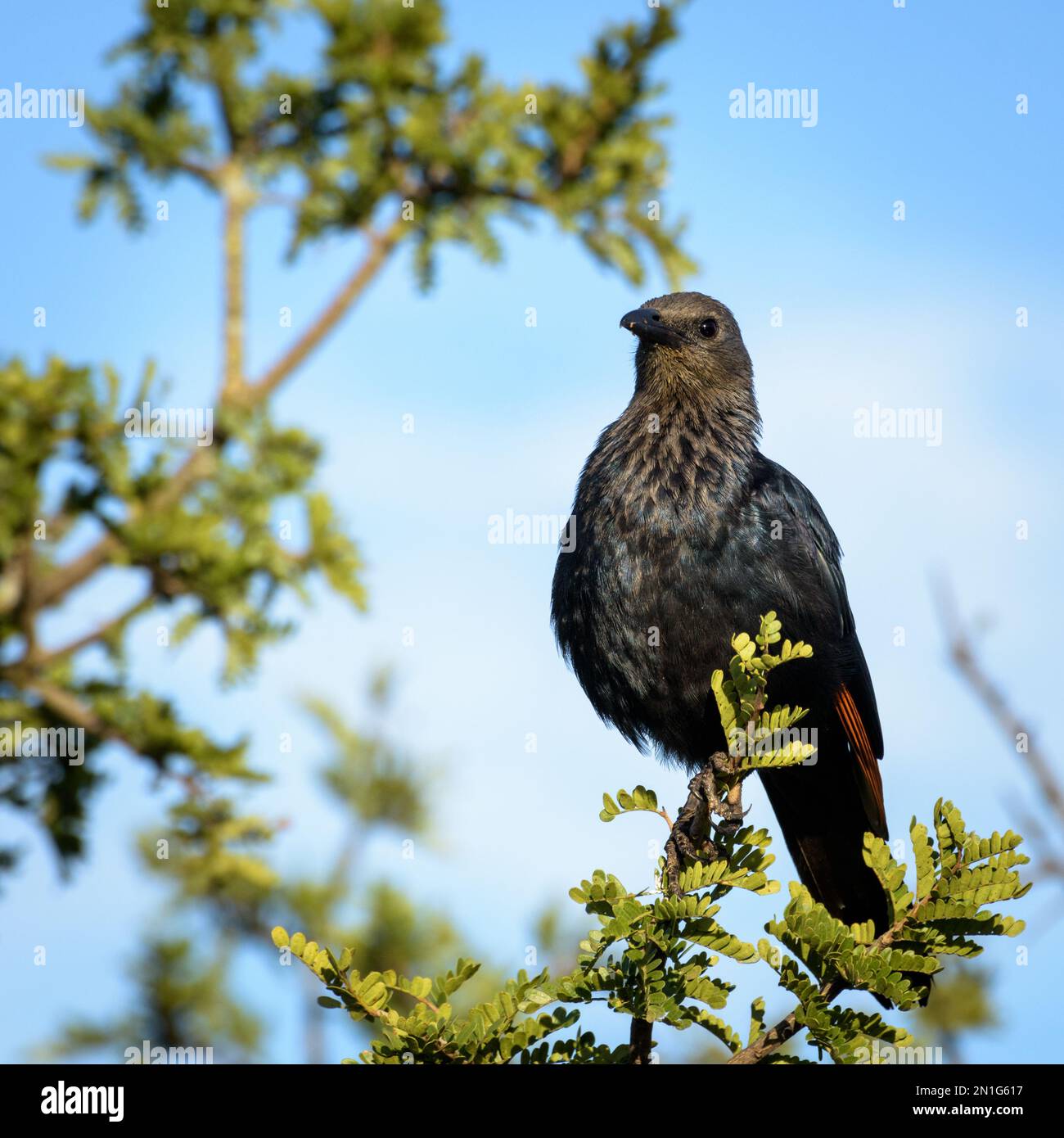 Addo birds hi-res stock photography and images - Alamy