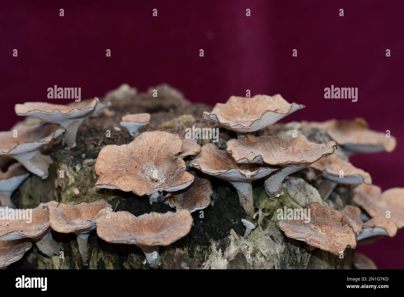 Mossy decayed tree log hi-res stock photography and images - Alamy