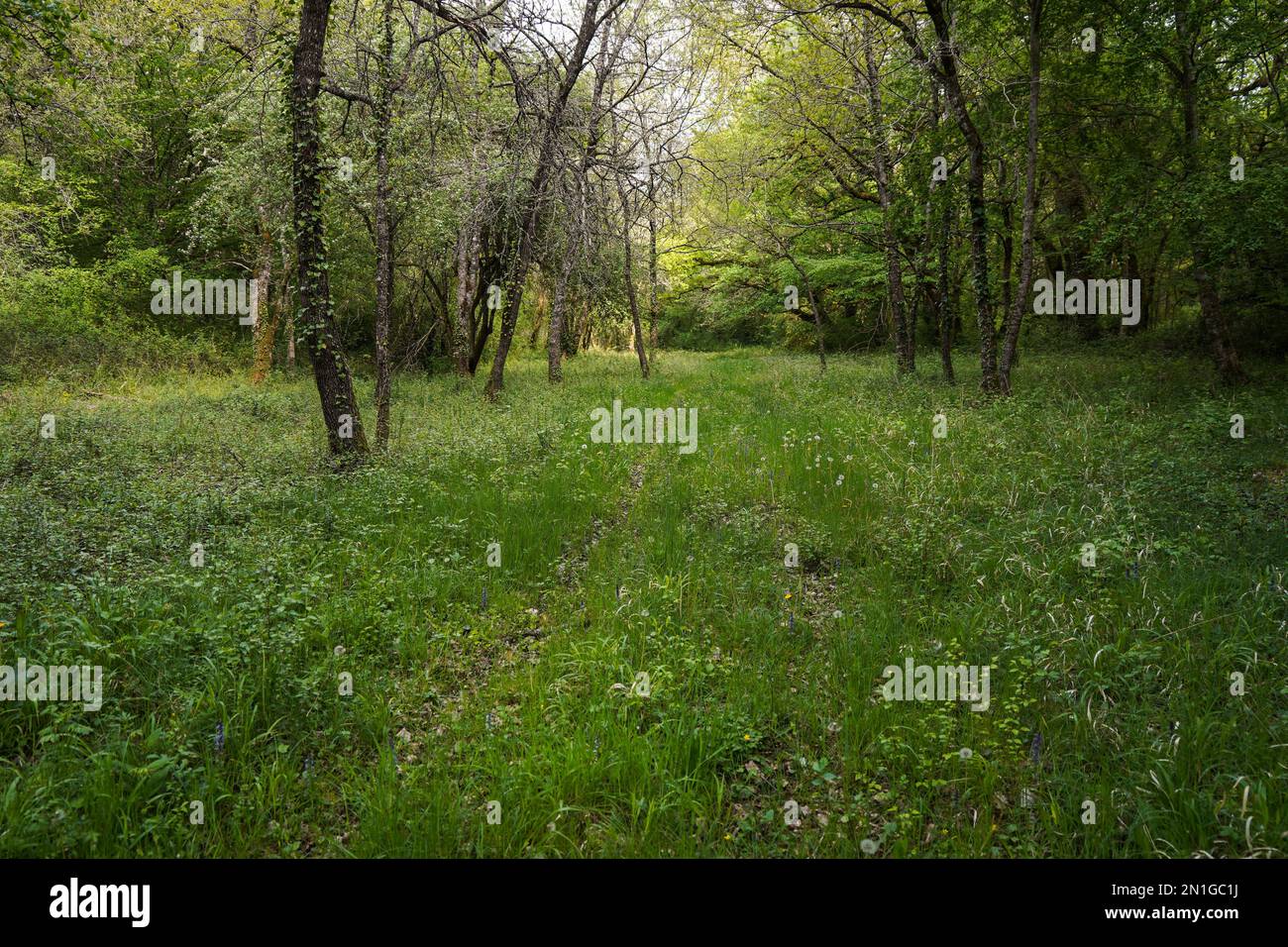 Lush deciduous forest hi-res stock photography and images - Alamy