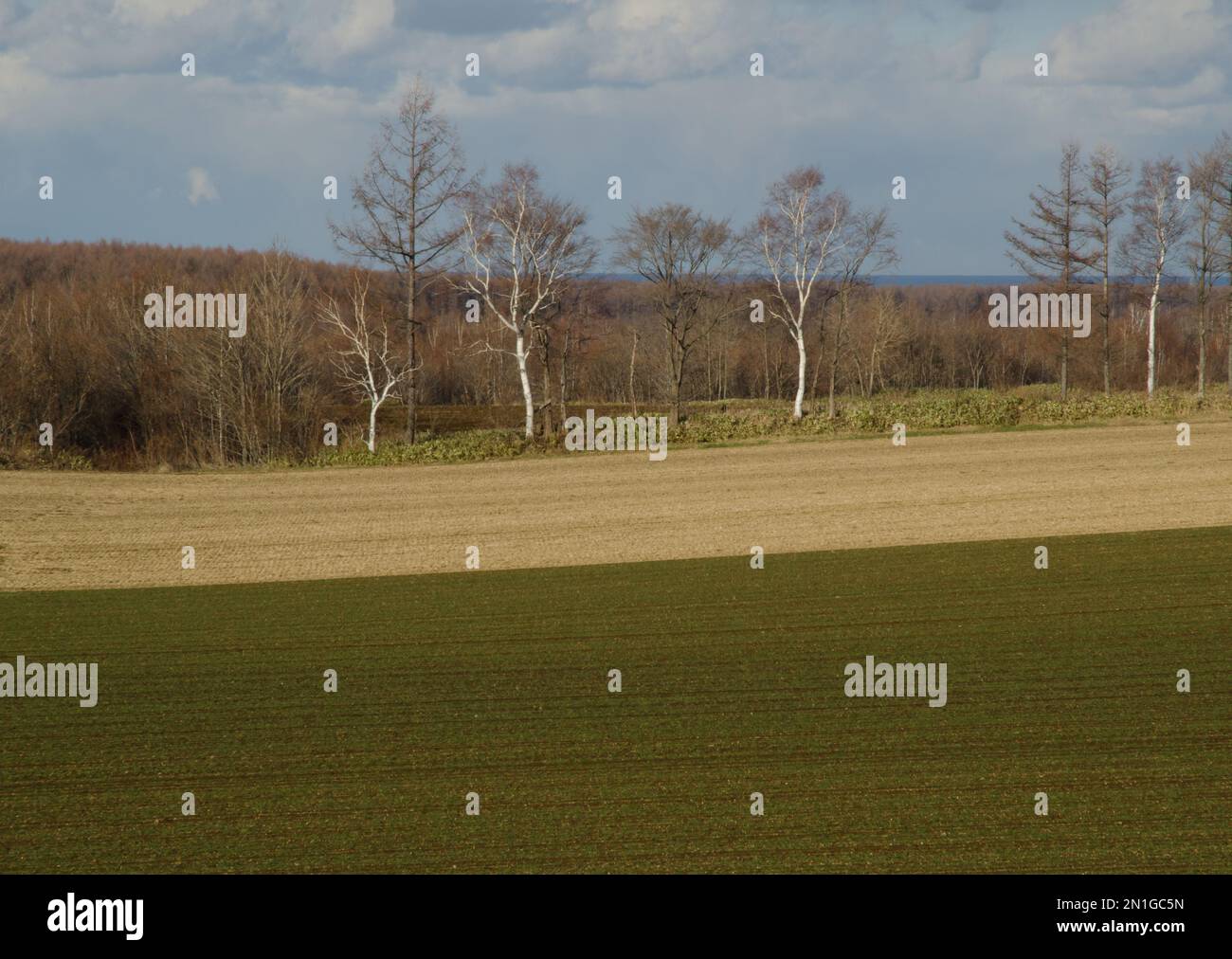 Crop field and deciduous forest in Kiyosato. Okhotsk Subprefecture ...