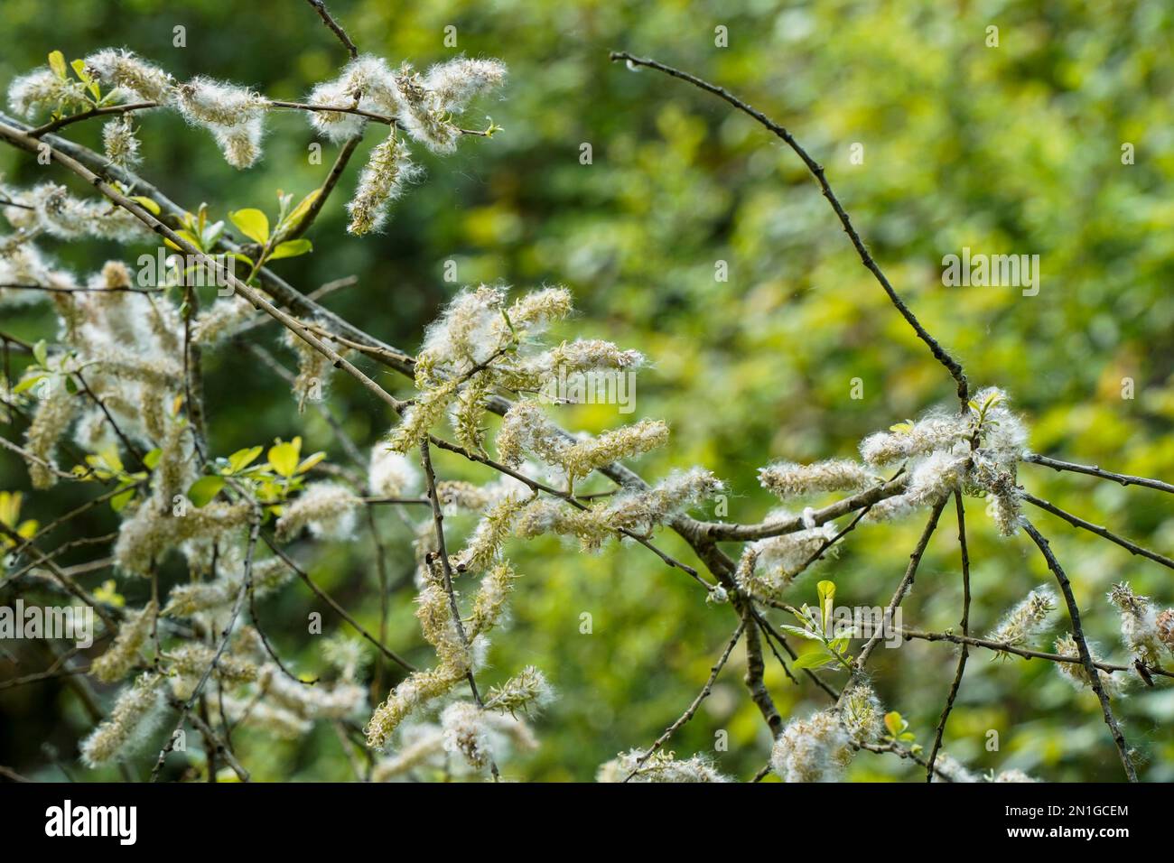 White poplar fluff, white cotton from a poplar tree. Populus Stock ...