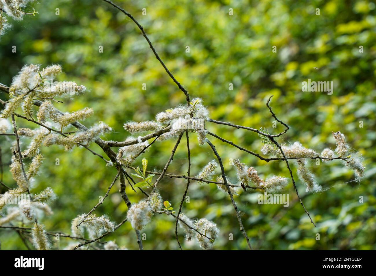 White poplar fluff, white cotton from a poplar tree. Populus Stock ...