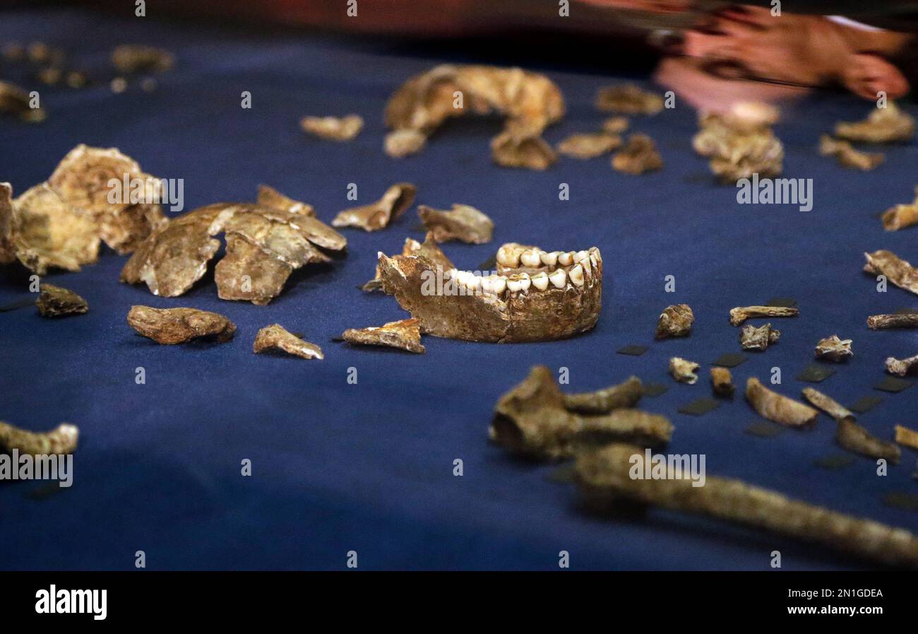 Fragments of bone are arranged with skeletal parts of Homo naledi, with ...