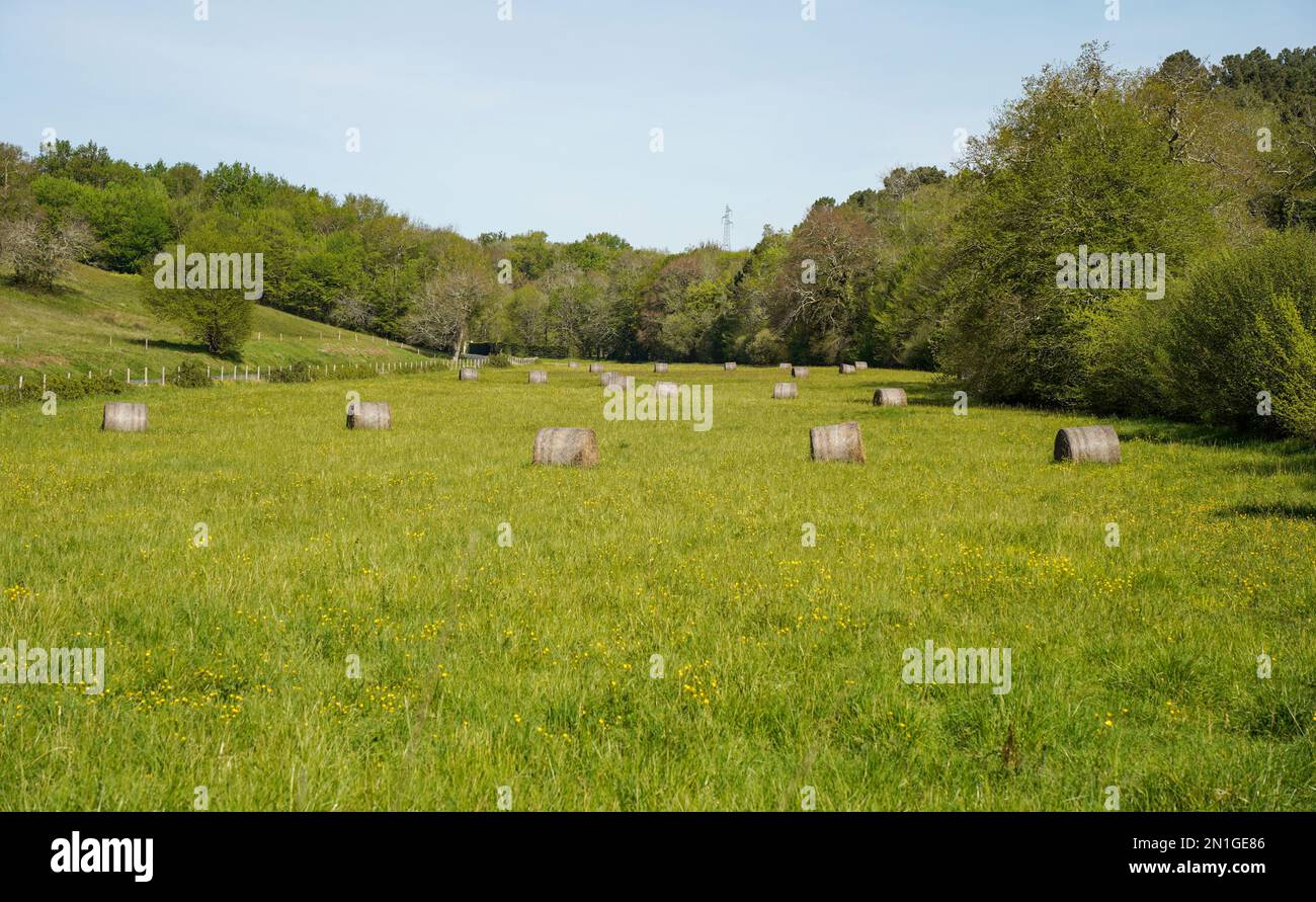 Rolling fields with round hay bales in meadow, Bordeaux, France Stock ...