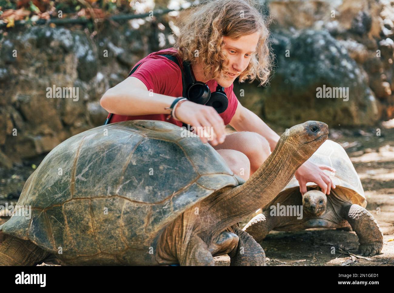 Smiling tourist boy petting the Aldabra giant tortoise endemic species ...