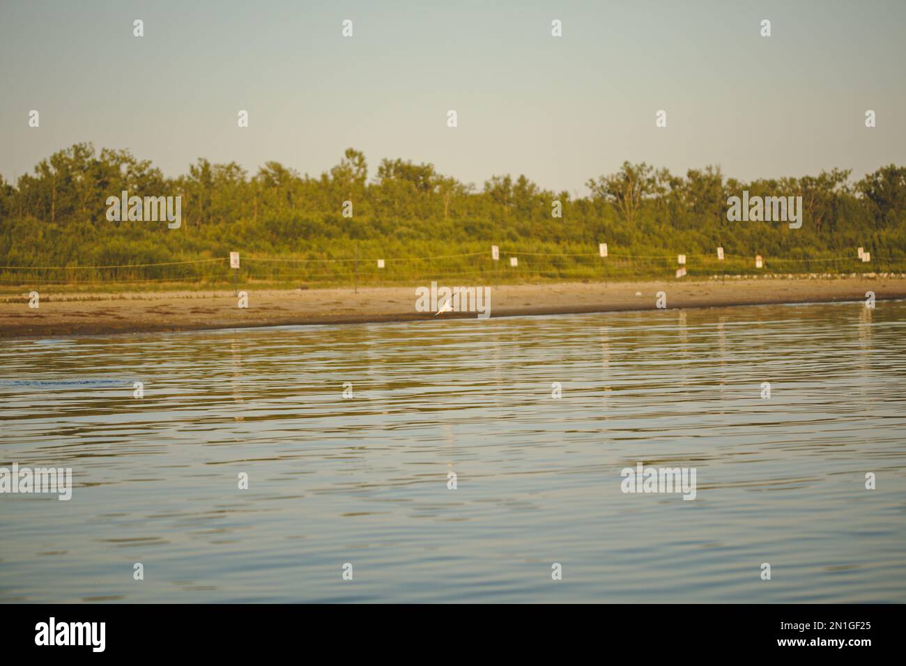 The white bird flying over the lake with trees in the background Stock ...