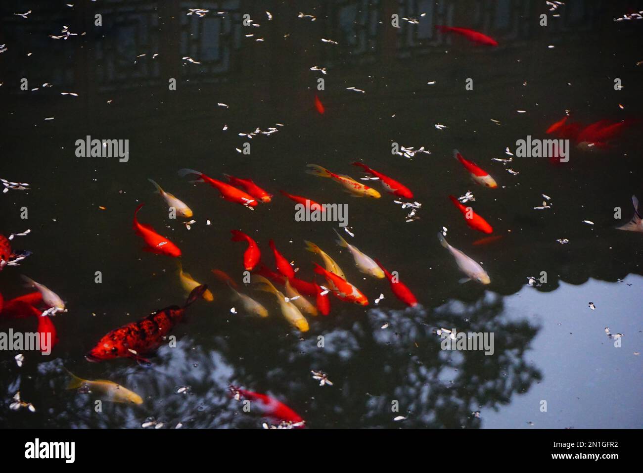 The group of red and yellow fish on the water surface Stock Photo - Alamy