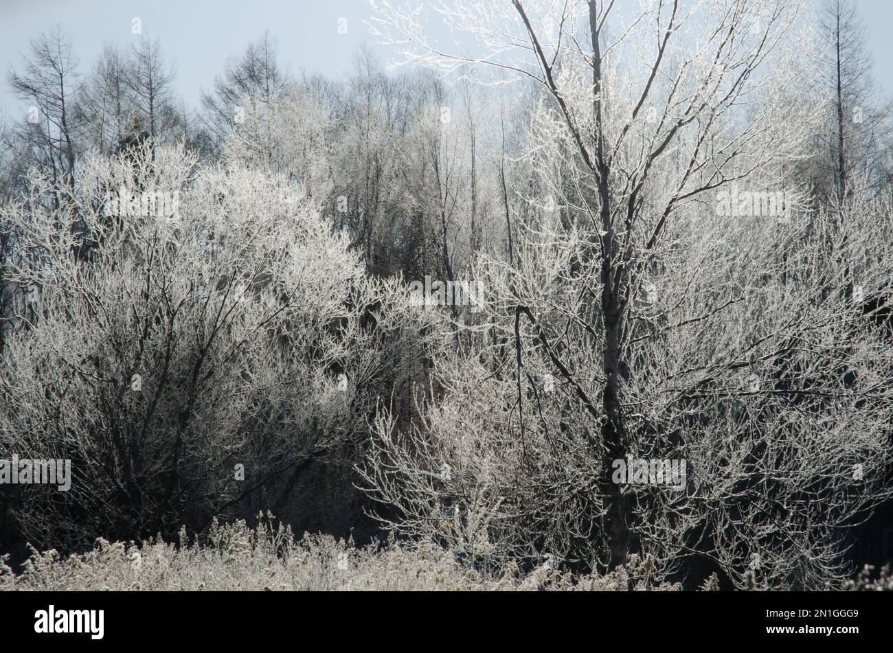 Deciduous forest covered with frost. Akan Mashu National Park. Hokkaido ...