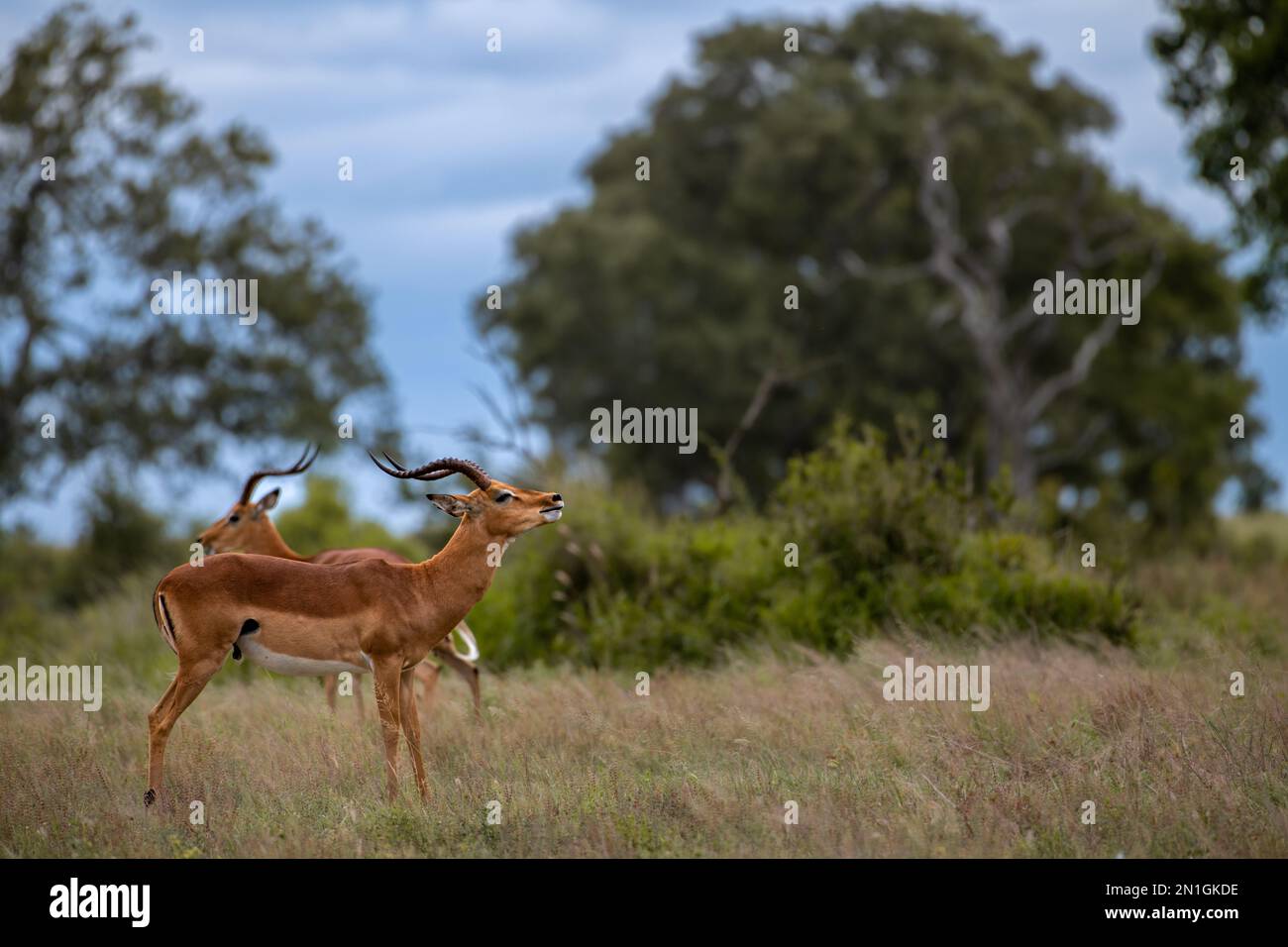 Impala head shot hi-res stock photography and images - Alamy