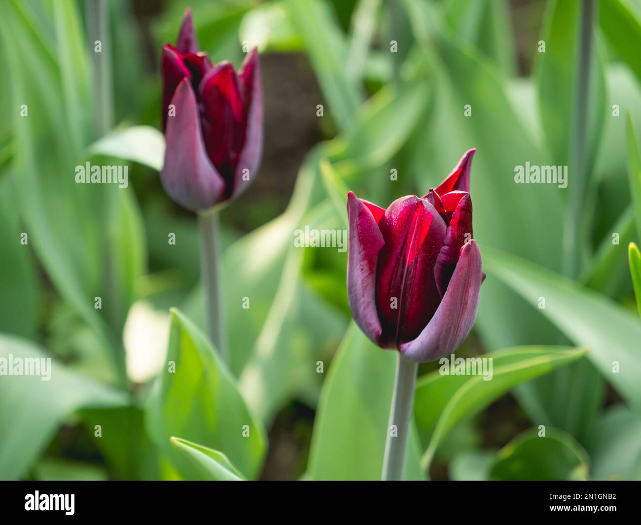 Natural spring background with two deep red tulips. Dark flowers in ...