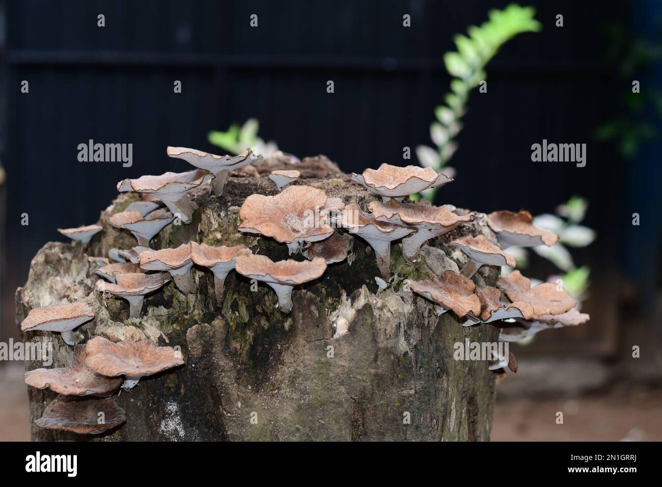 Closeup shot edible mushrooms hi-res stock photography and images - Alamy