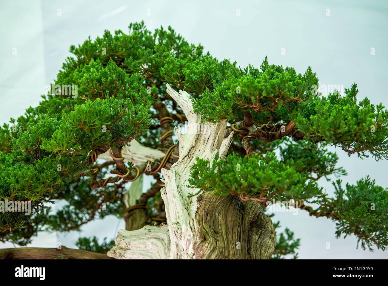 Graceful pine tree hi-res stock photography and images - Alamy