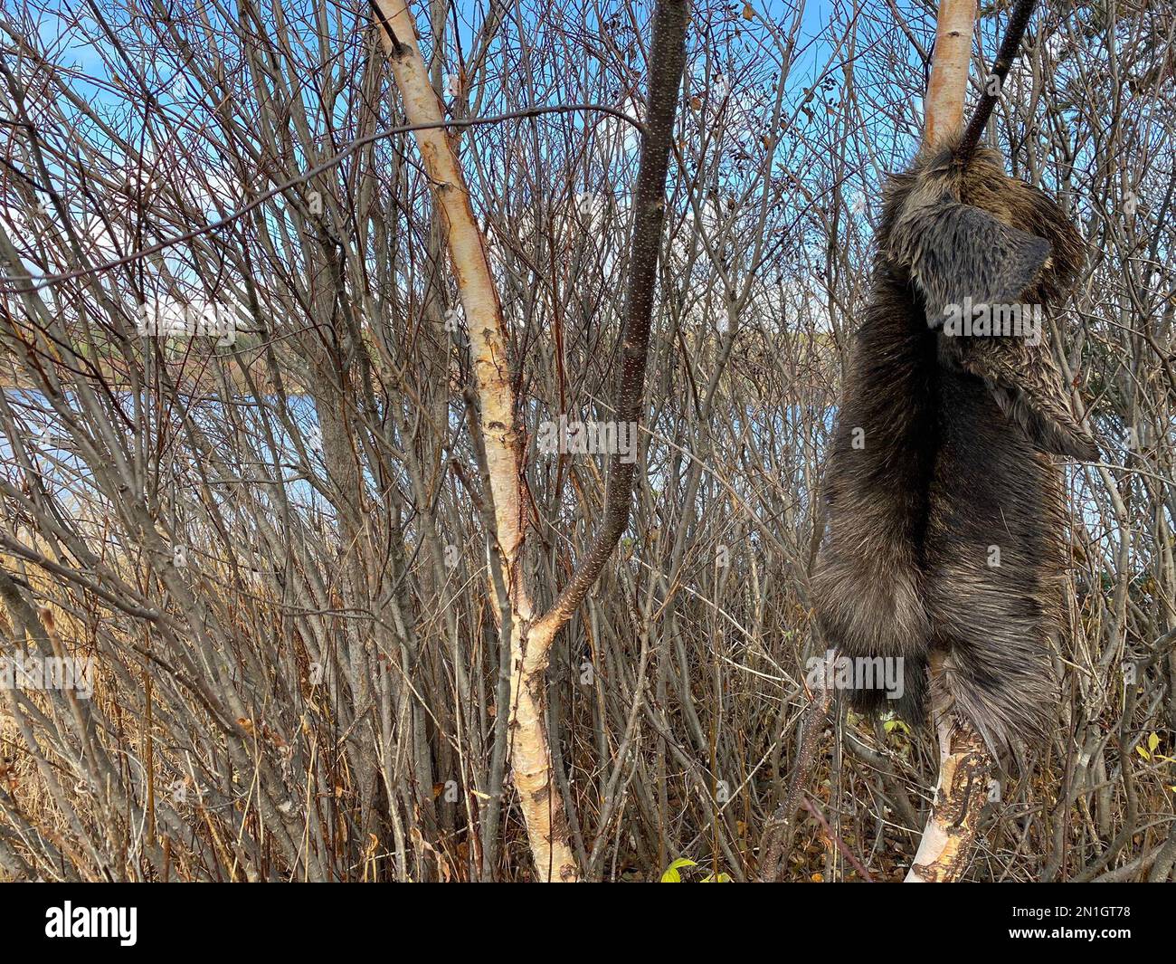 A beaver skin hangs in a tree in the Eastmain community in the James ...