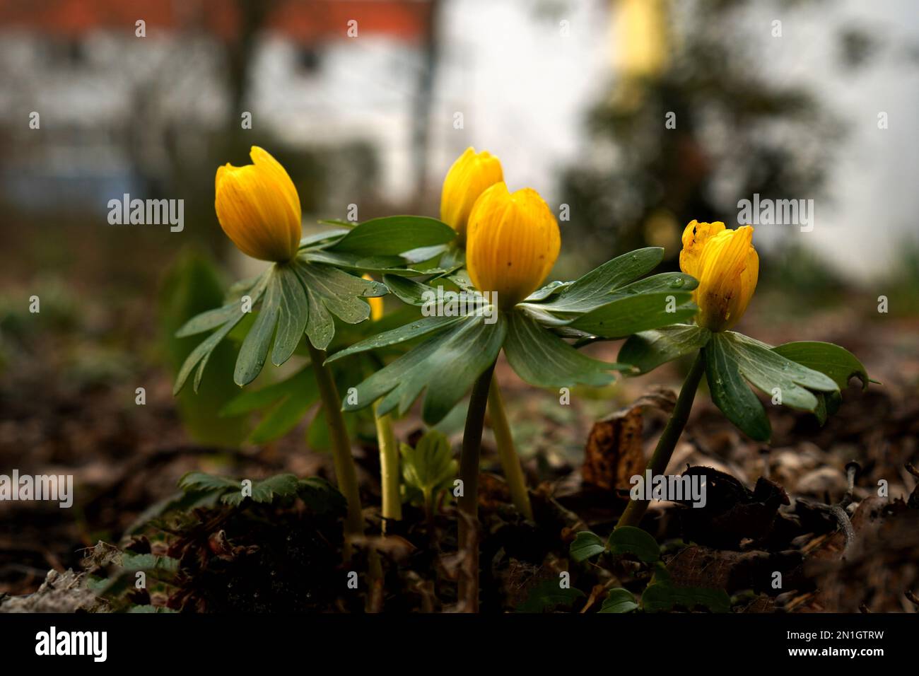 Winterling insect hi-res stock photography and images - Alamy