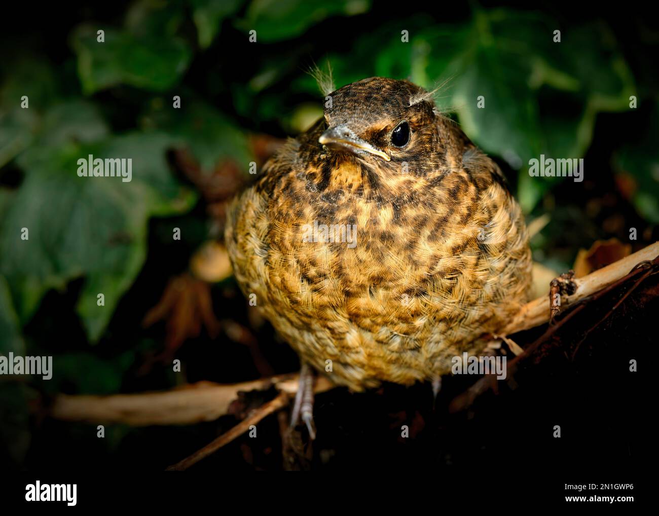 A juvenile blackbird, aged around two weeks, sits on a little branch in ...
