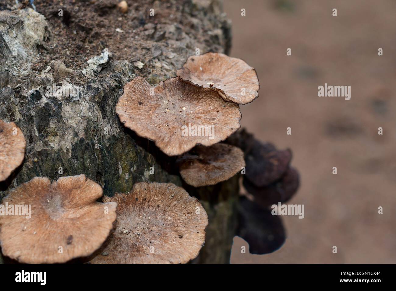 Closeup shot edible mushrooms hi-res stock photography and images - Alamy