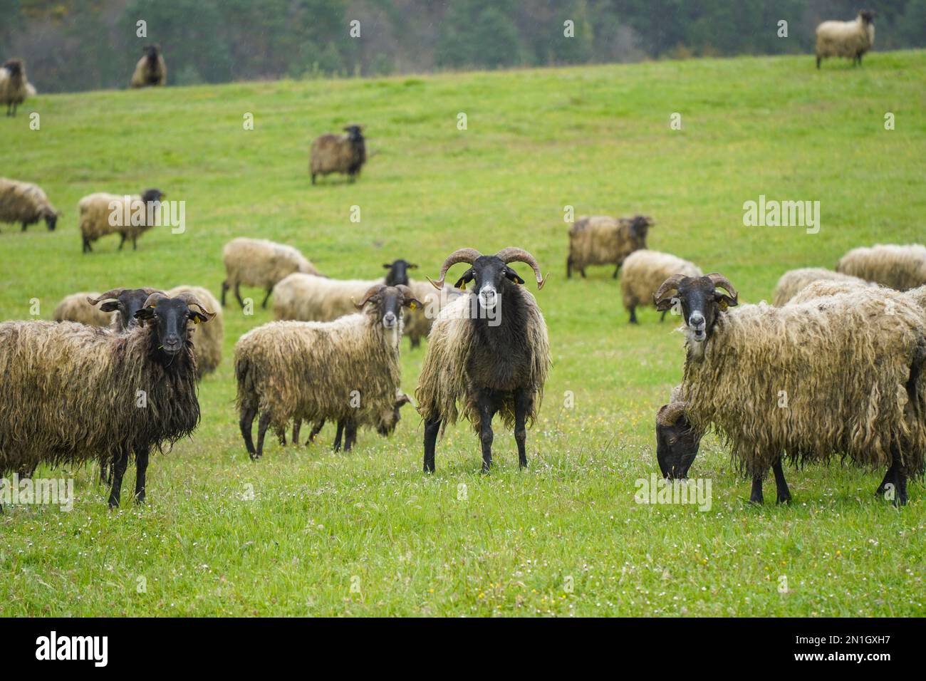 Lacho sheep hi-res stock photography and images - Alamy